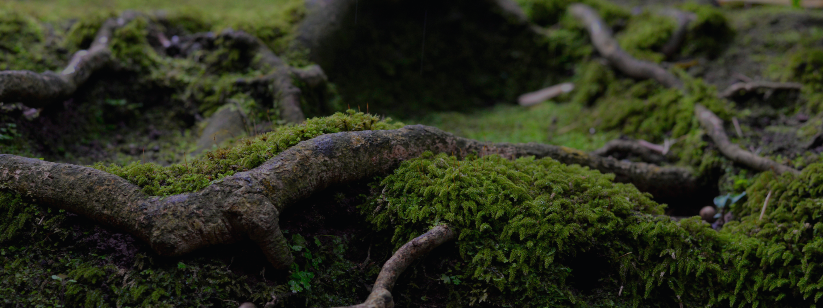 MOSS System | Rooted in Writing Editorial